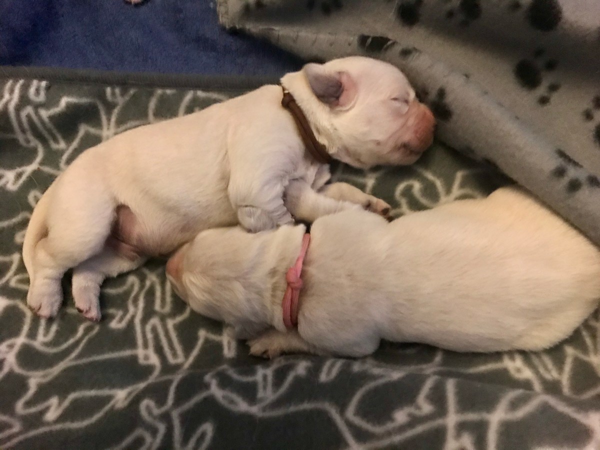 Rosie Zappa Valpar 3 dagar – Golden retriever kennel Gold Dione´s i ...