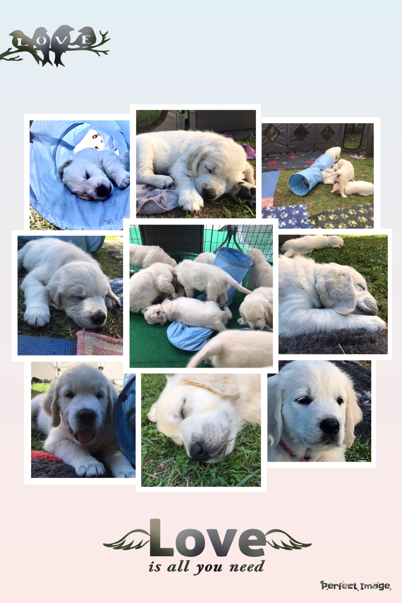 Nu är valparna 7 veckor! – Golden retriever kennel Gold Dione´s i Stockholm