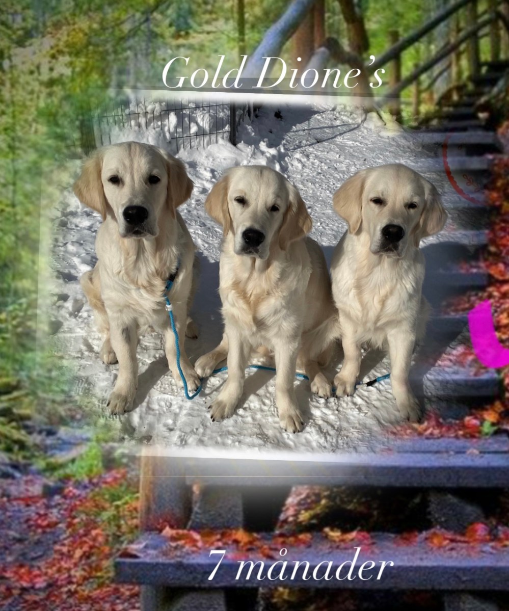 Valparna fyller 7 månader – Golden retriever kennel Gold Dione´s i ...